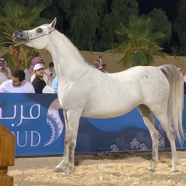 Alsayed Stud - Eye of Riyadh
