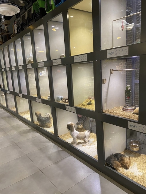 Mini Cat - Eye of Riyadh