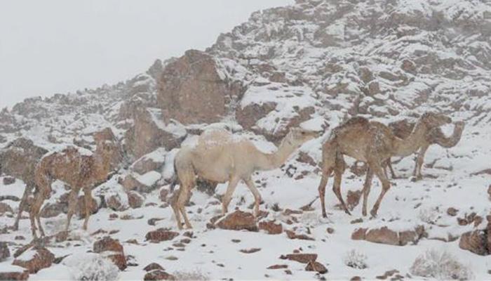 Snow blankets Tabuk - Eye of Riyadh