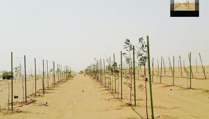 Aramco plants 2,300 trees with water-saving polymer - Eye of Riyadh