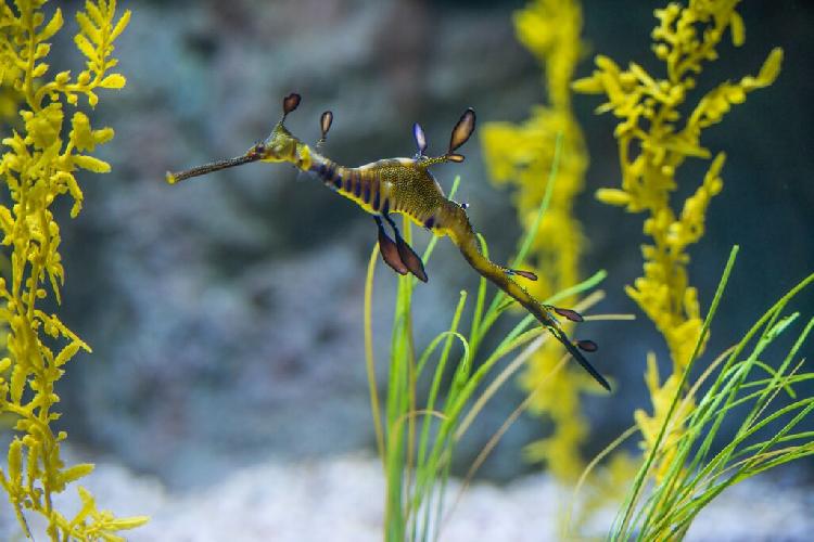 RARE AND ENDANGERED SEA DRAGONS MEET THE PUBLIC AT JEDDAH’S FAKIEH ...