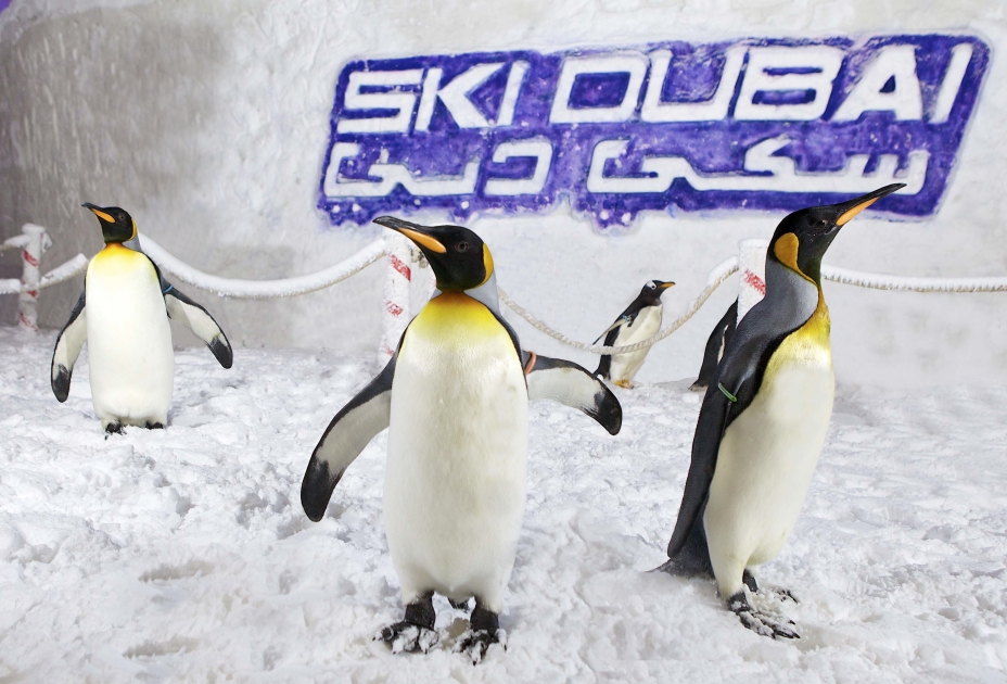 SKI DUBAI CELEBRATES FIVE YEARS OF SNOW PENGUINS AND INTERNATIONALLY ...