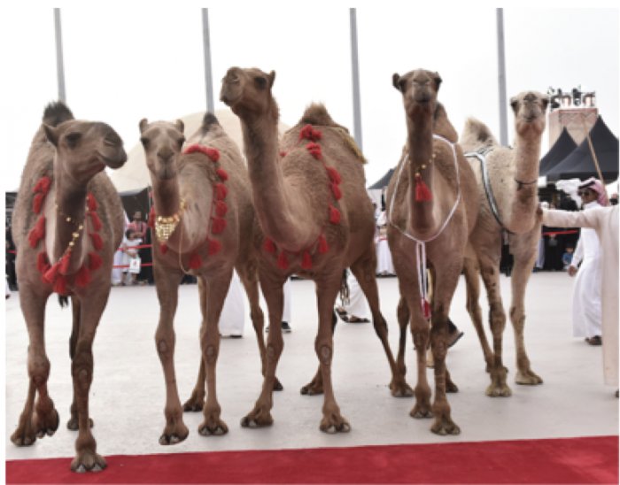 Saudi Crown Prince Announces Return of Famous King Abdulaziz Camels ...