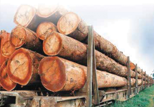 Higher demand anticipated for Gabon wood and forestry exports - Eye of ...