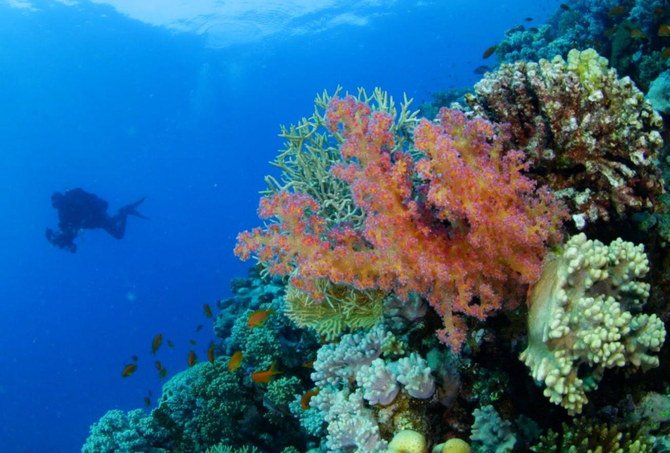 Saudi Arabia’s Red Sea coast offers fascinating fun for vacationers ...