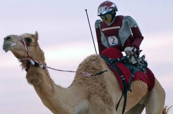Robot jockey in camel racing aims to reduce accidents and physical ...