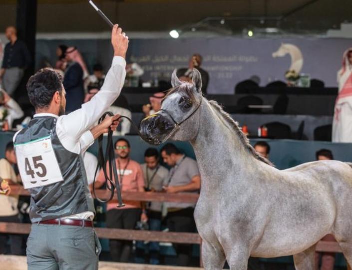 International Arabian horse beauty championship crowns 10 winners in ...