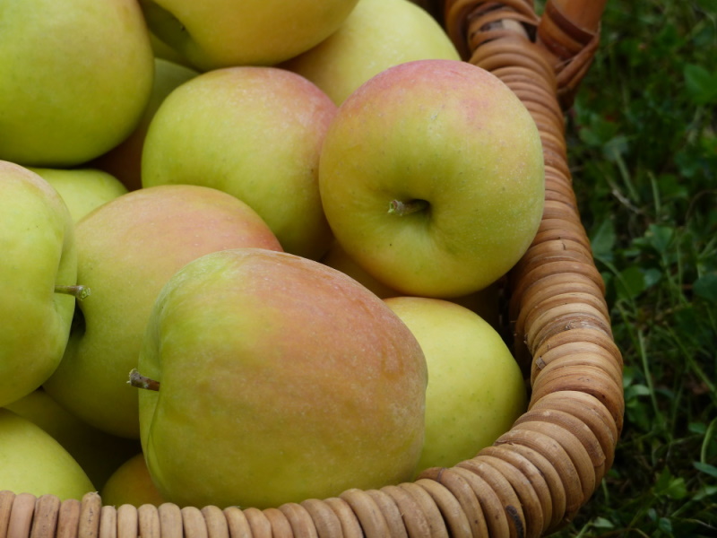 European apples ripe for the Middle East market following successful ...