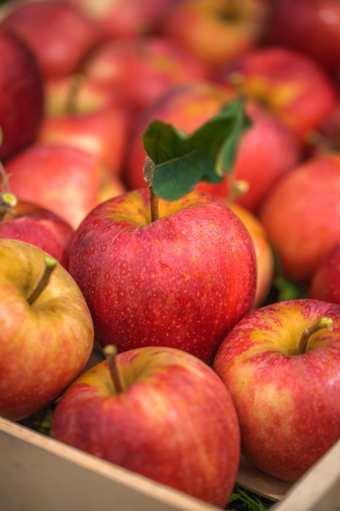 European apples ripe for the Middle East market following successful ...