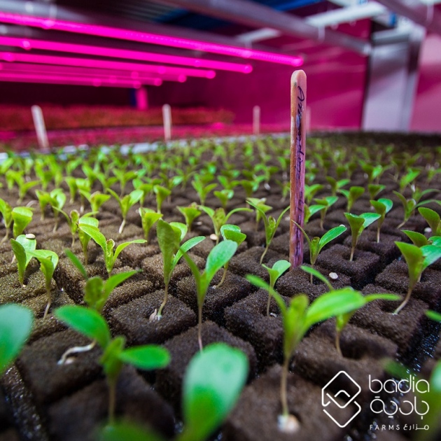 Green Corp takes a stake in Badia Farms to expand sustainable food ...
